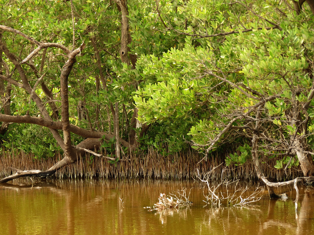 Black Mangrove Leaves Black Mangrove Root Structure = Pneumatophores,