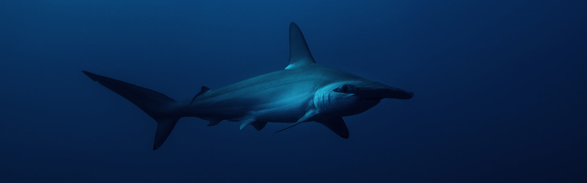 Shark Week - Limited Collection