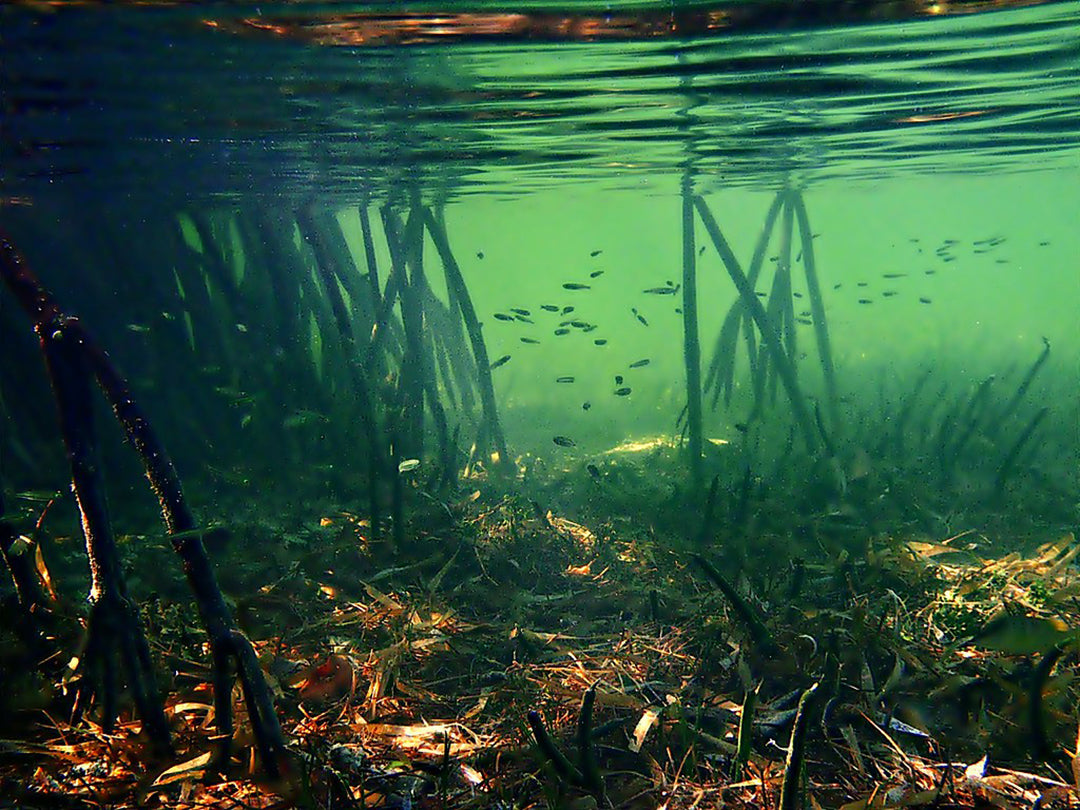 An Overview of the Mangrove Ecosystem