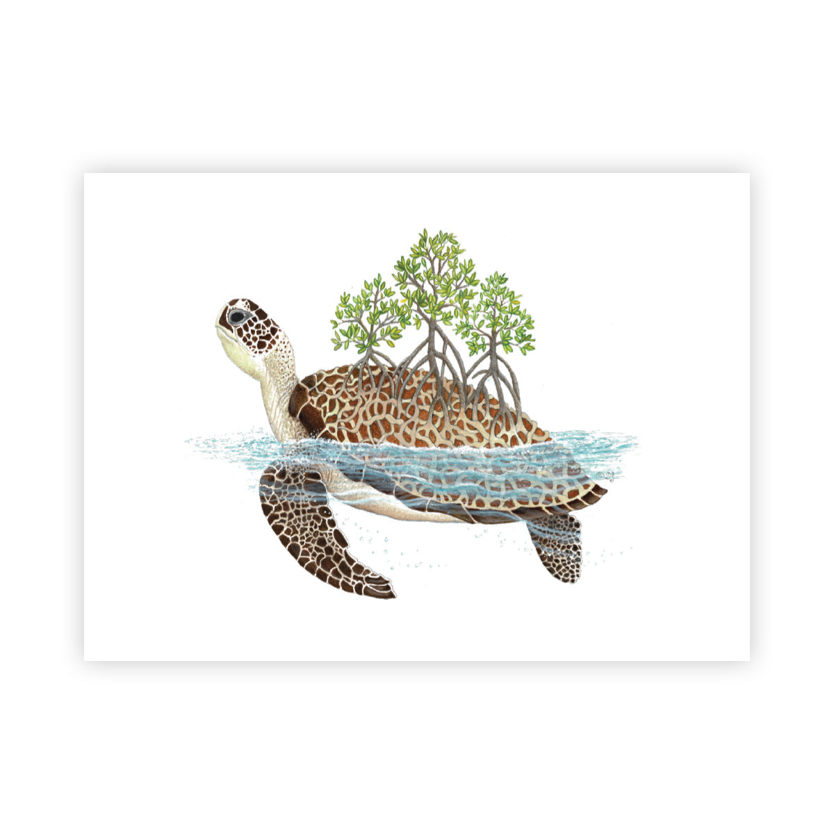 Shell Grove Turtle - Signed Art Print (Limited Edition)