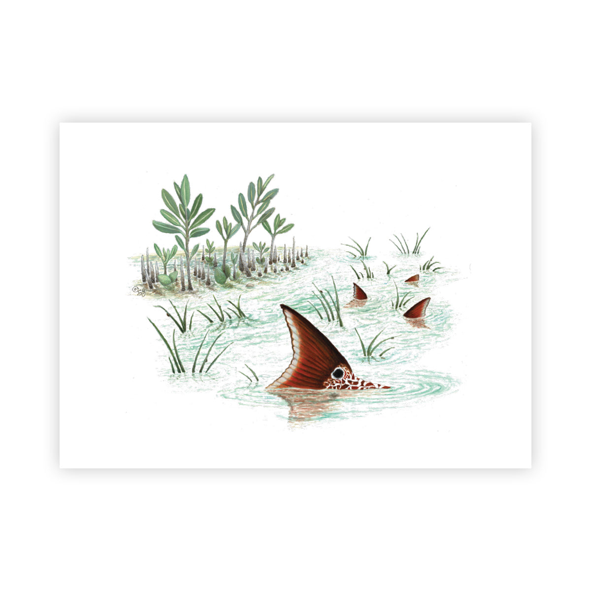 Tailing Redfish - Signed Art Print (Limited Edition)